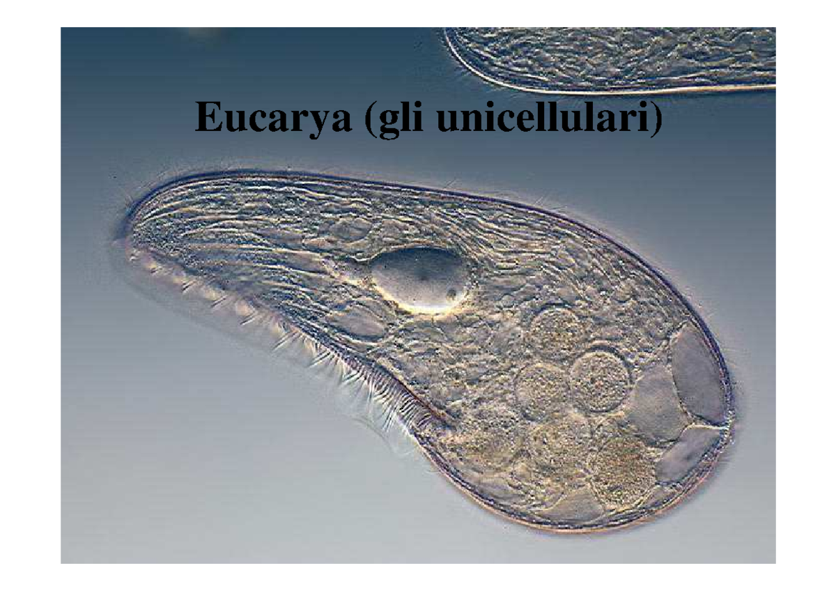 7 Eucarioti unicellulari - Eucarya (gli unicellulari) Le prime forme di ...