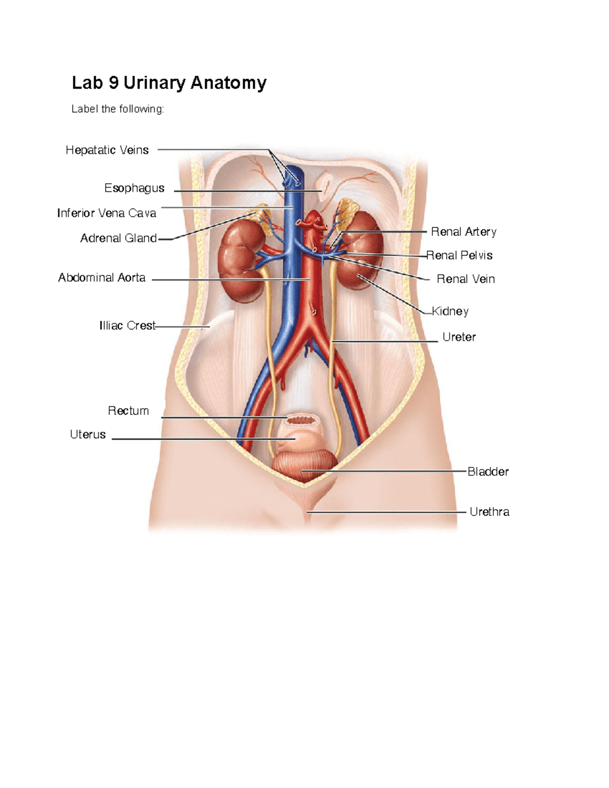 Lab 9 Urinary Anatomy form questions - BIOL 242L - Lab 9 Urinary Anatomy Label the following ...