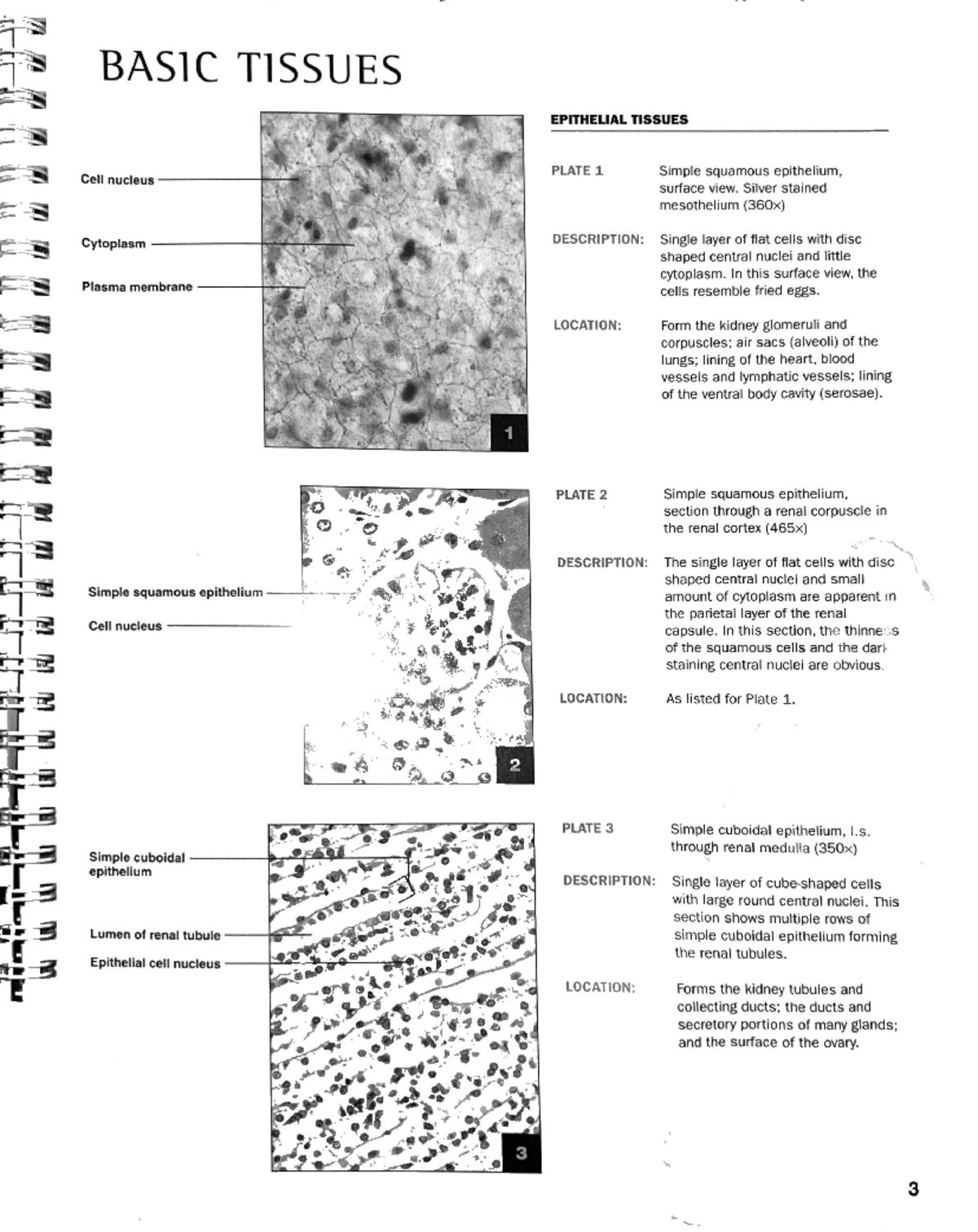 Basic Human tissues - ANAT 32 - Studocu