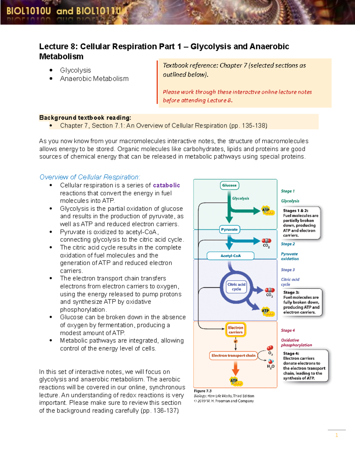 L8 Respiration Part 1 - Glycolysis Anaerobic Metab interactive notes ...