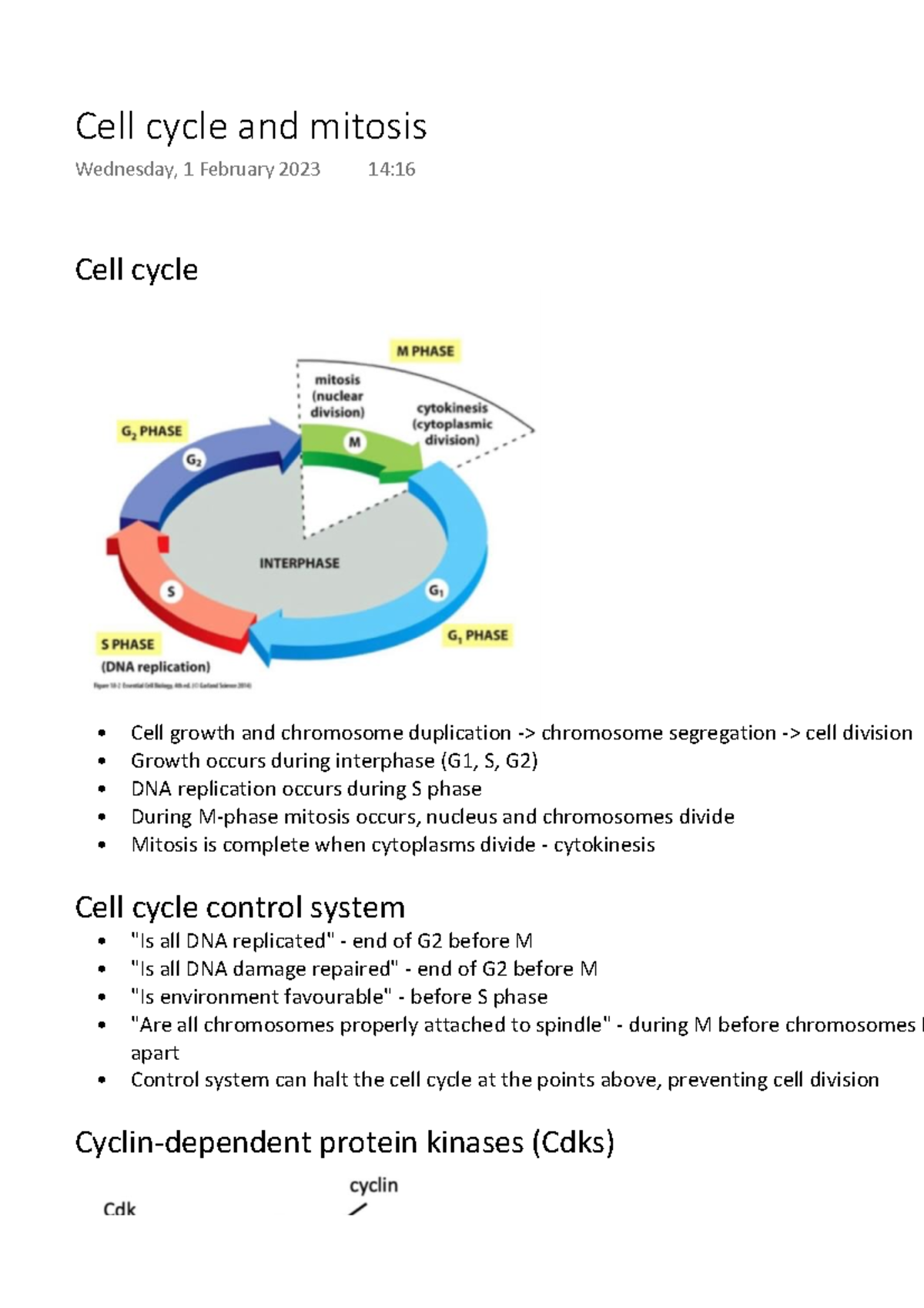 Cell cycle and mitosis - Cell cycle Cell growth and chromosome ...