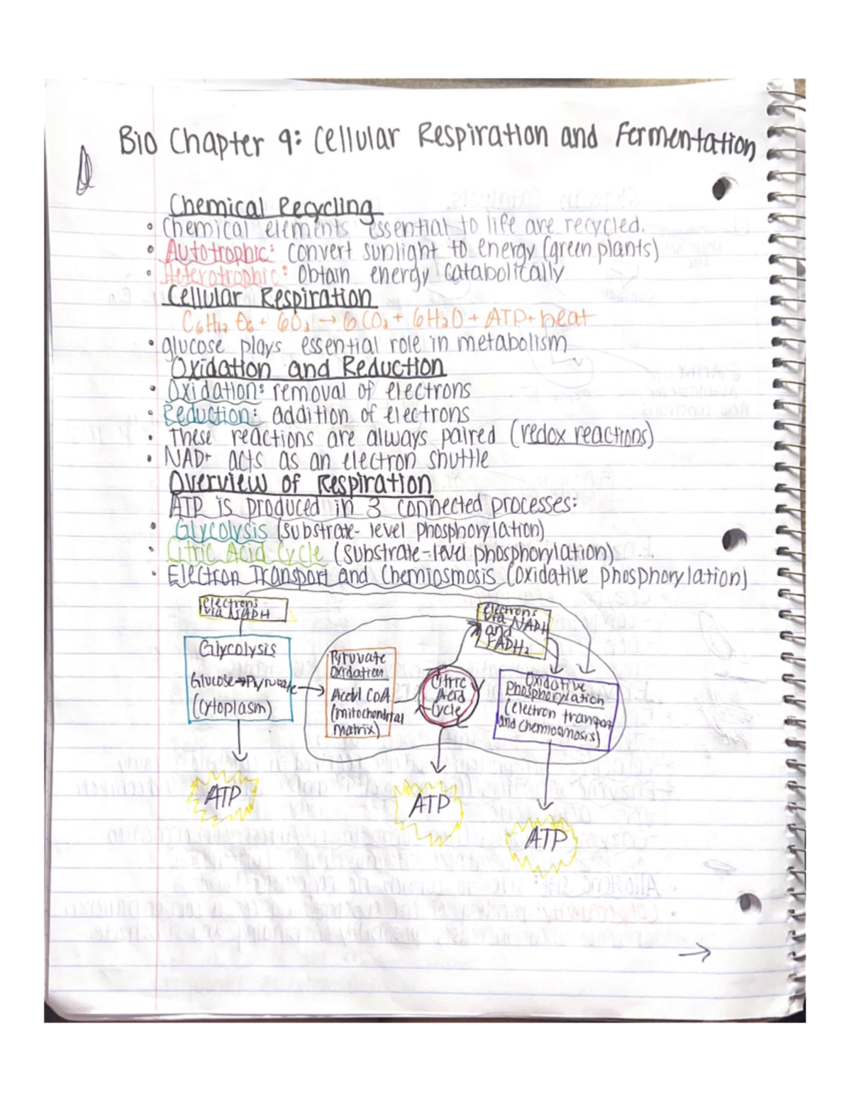 Biology Chapter 9: Cellular Respiration and Fermentation - BSC 114 ...