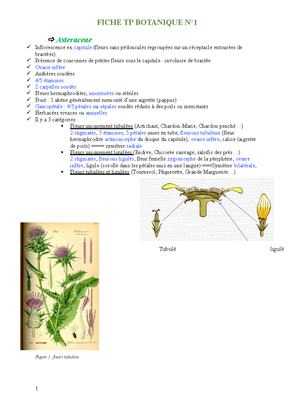 TP Devigne - FICHE TP BOTANIQUE Asteraceae Inflorescence en capitule ...