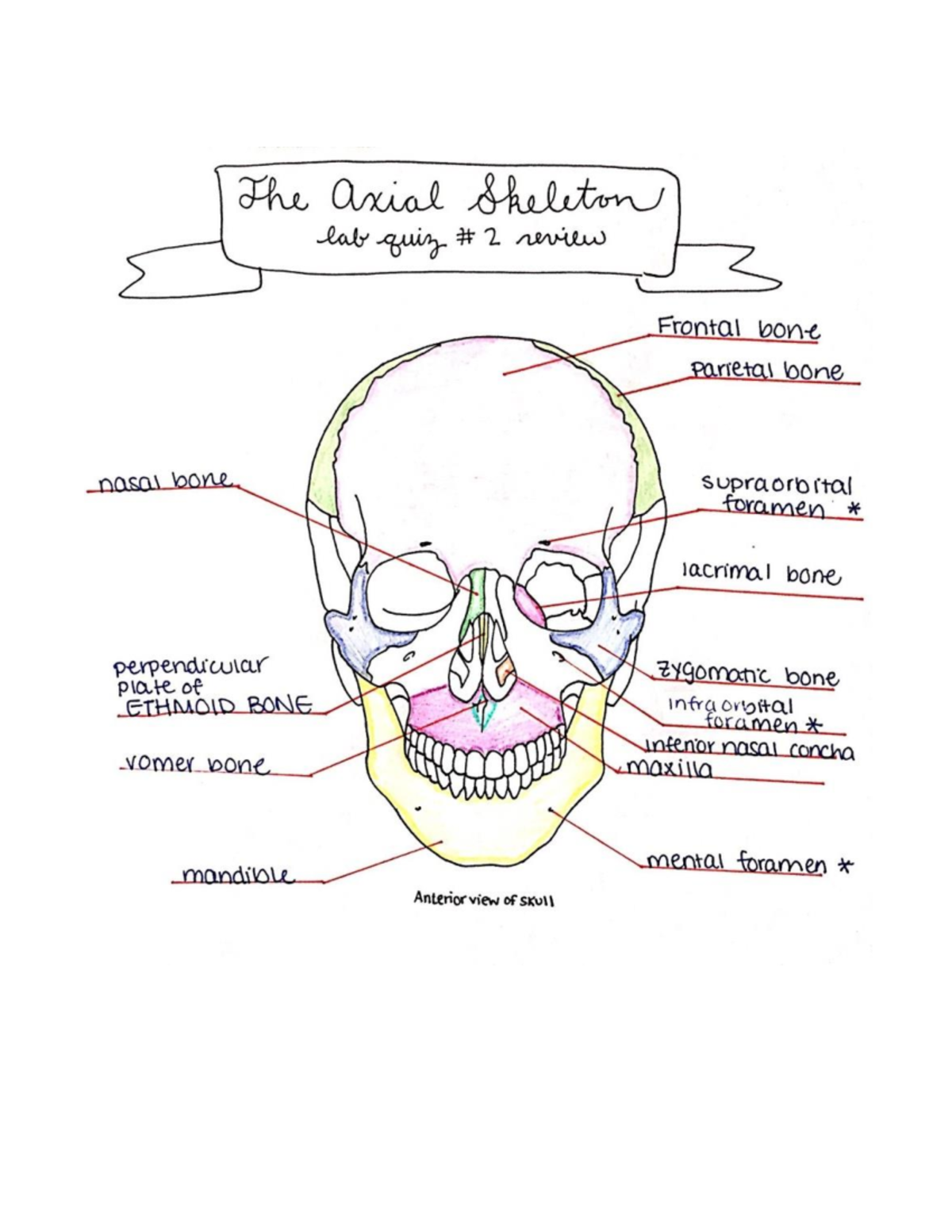 Axial Skeleton - notes - bs nursing - Studocu