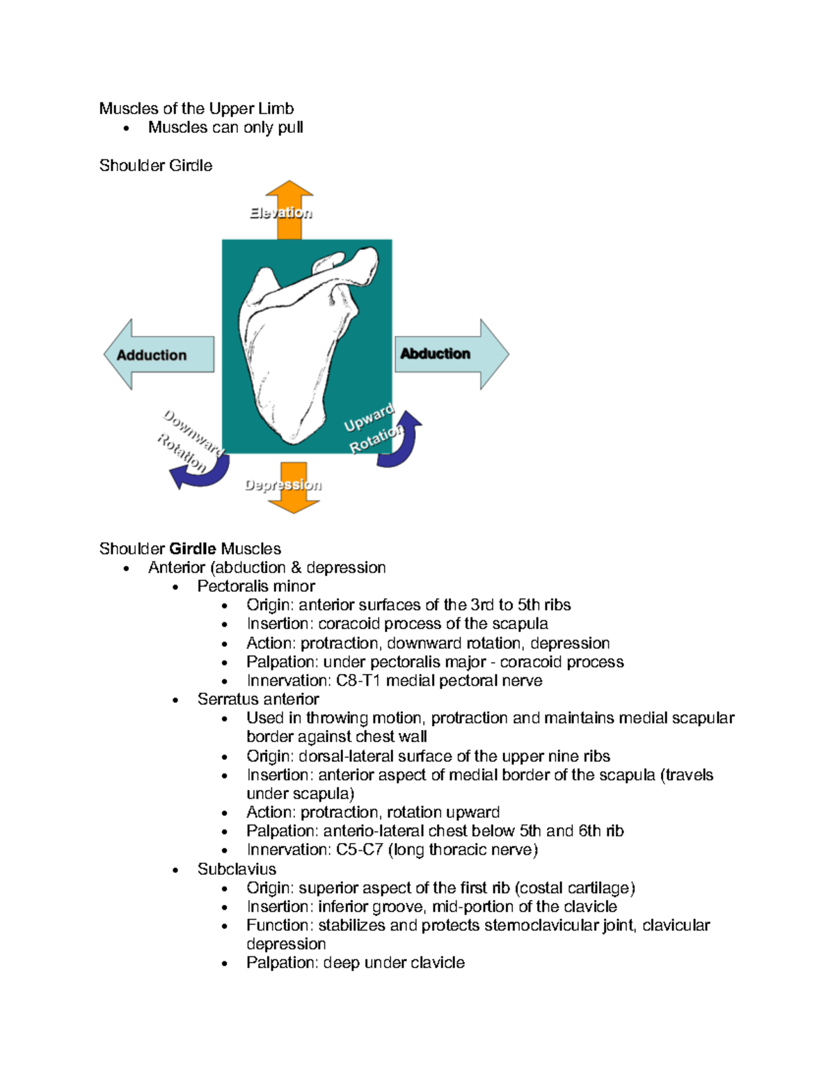 Lecture 7 - Muscles OF THE Upper LIMB - Muscles of the Upper Limb ...