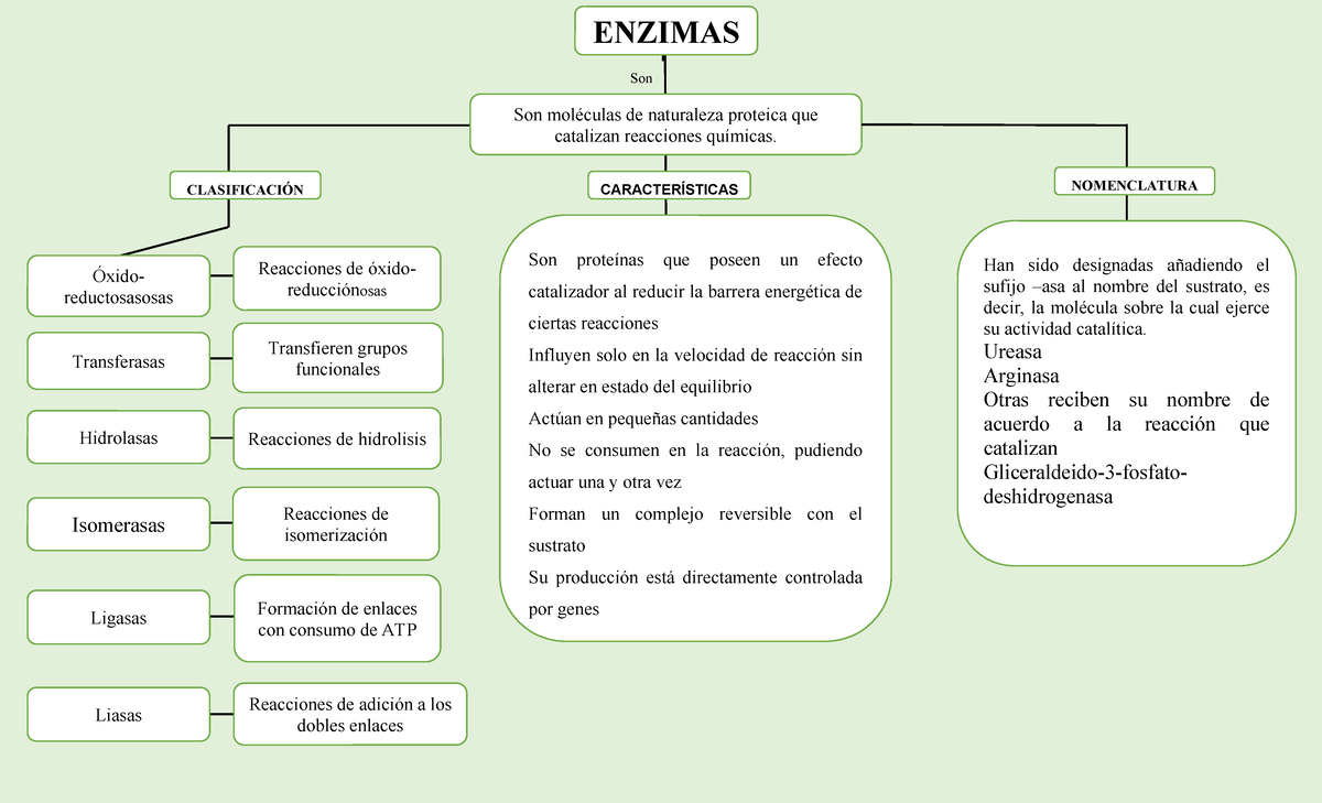 Mapa conceptual de las Enzimas - Son Son moléculas de naturaleza proteica que catalizan ...