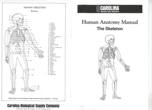 Anatomy notes - First day Anatomy: what you have Physiology: how it ...