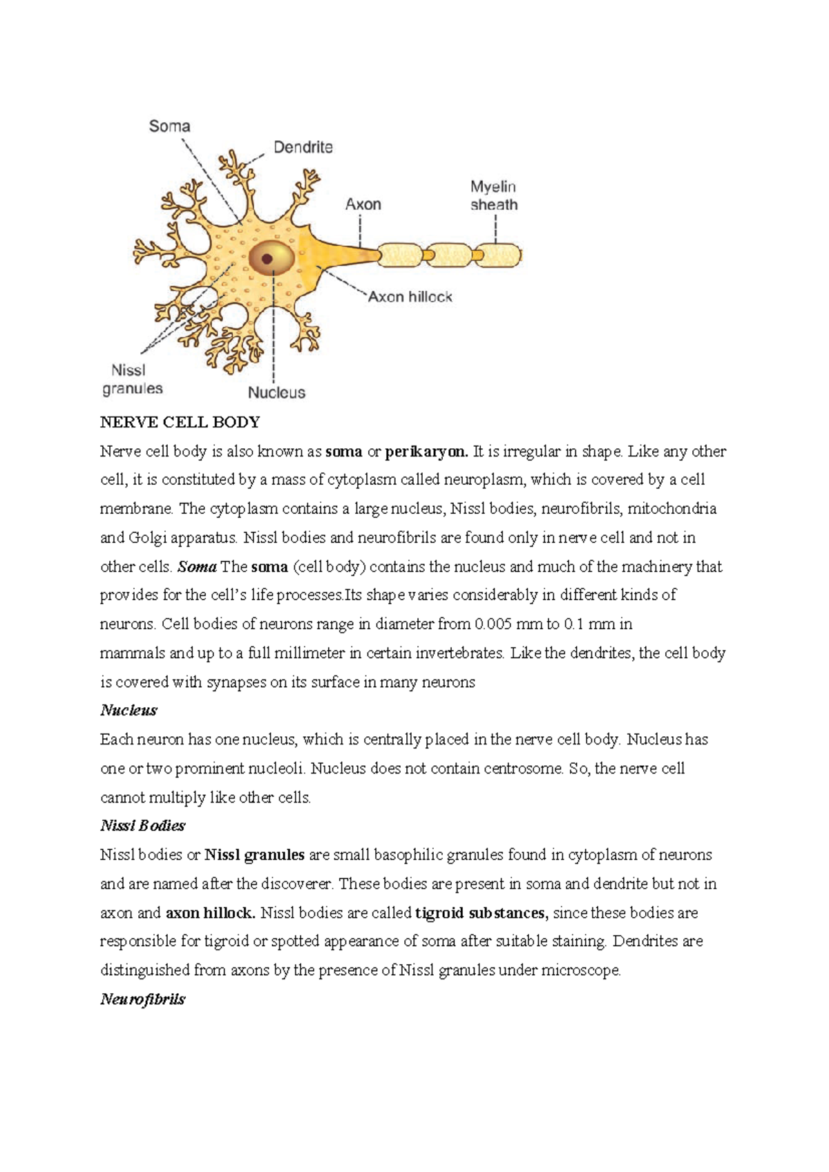 Nerve Cell Body NERVE CELL BODY Nerve Cell Body Is Also Known As Soma