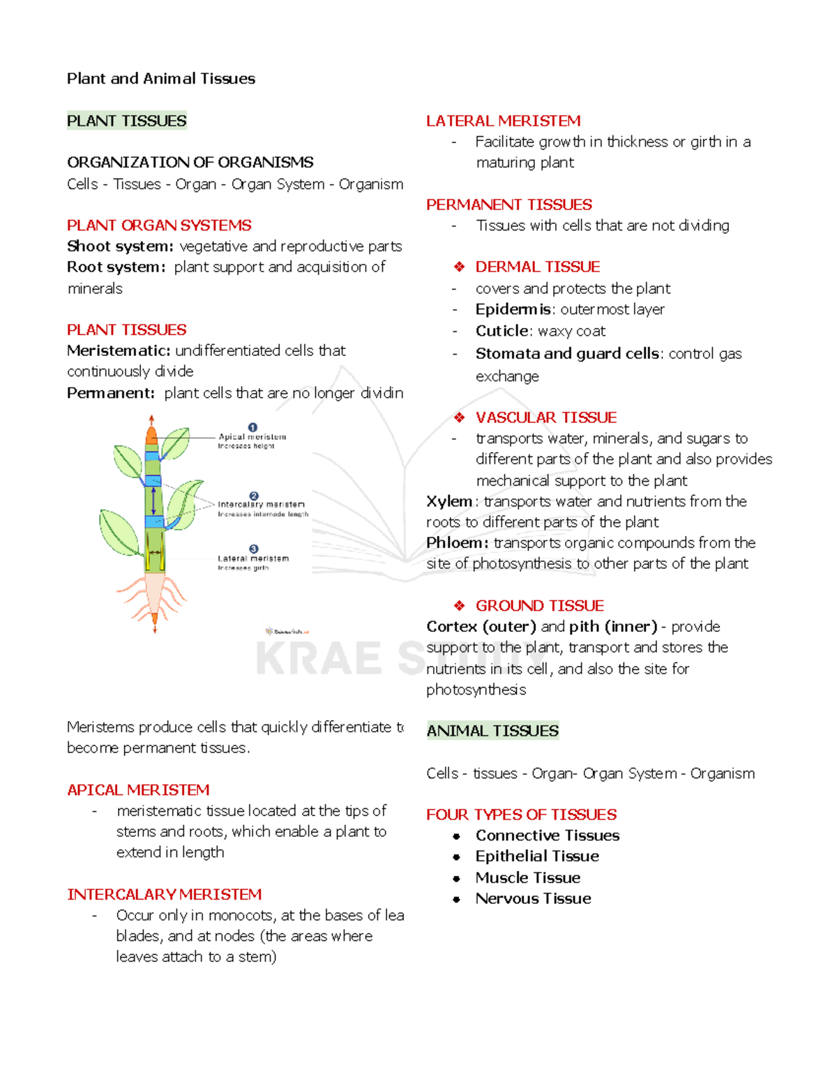 Copy of General Biology 2 - Plant and Animal Tissues PLANT TISSUES ...