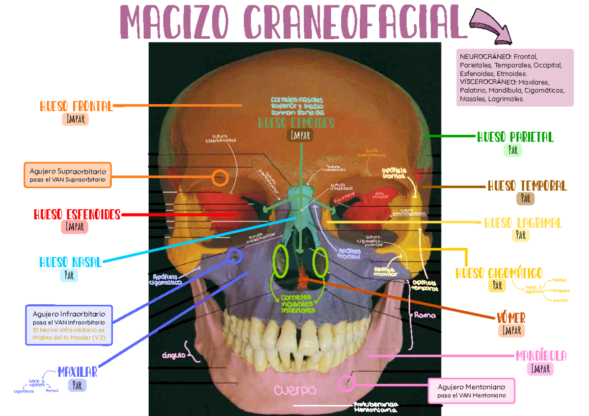 Anatomia apuntes-313-434 - Macizo craneofacial Hueso frontal Hueso ...