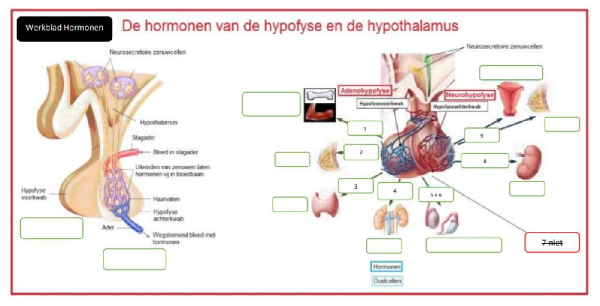 Hormoon Samenvattingen - Hormoonstelsel Hoe communiceren cellen met ...