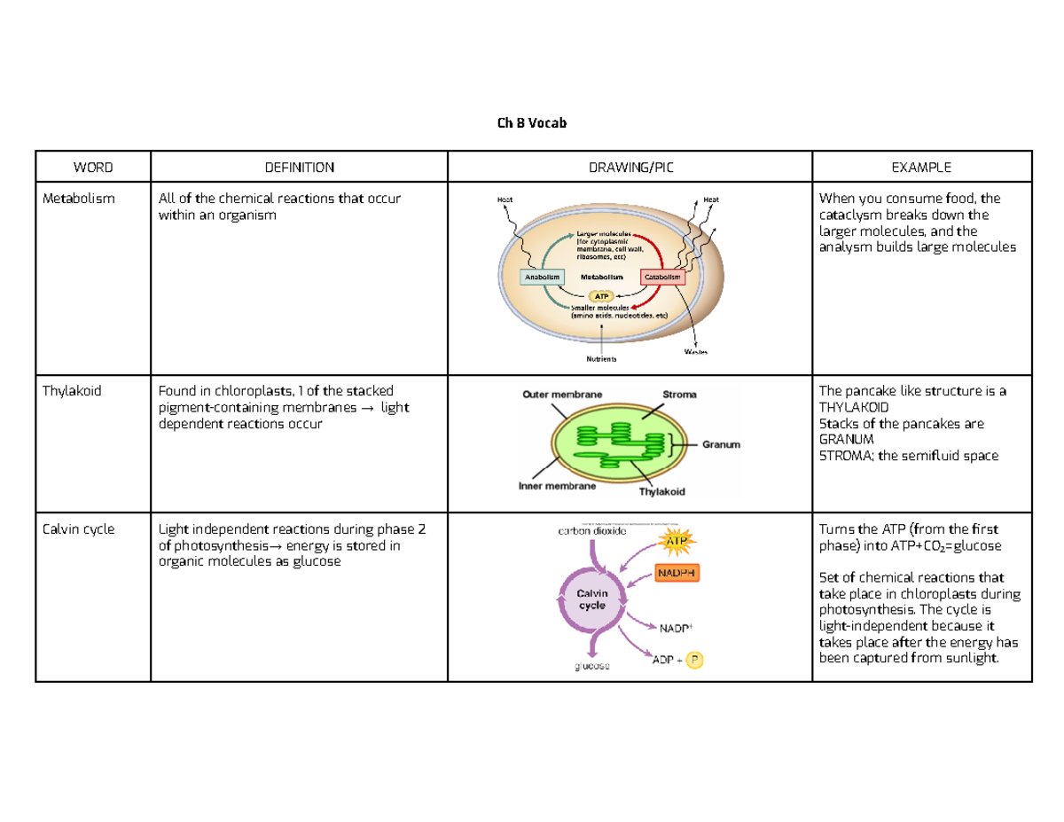 Bio - Ch 8 Vocab - Ch 8 Vocab WORD DEFINITION DRAWING/PIC EXAMPLE ...