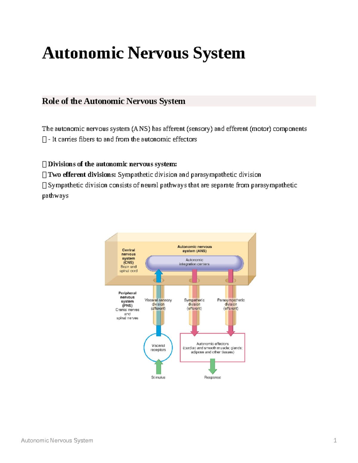 Autonomic Nervous System - Studocu