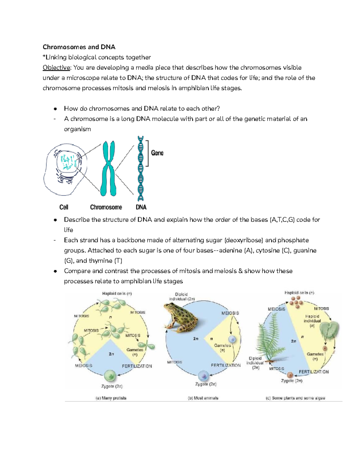 Chromosomes and DNA - Chromosomes and DNA *Linking biological concepts ...