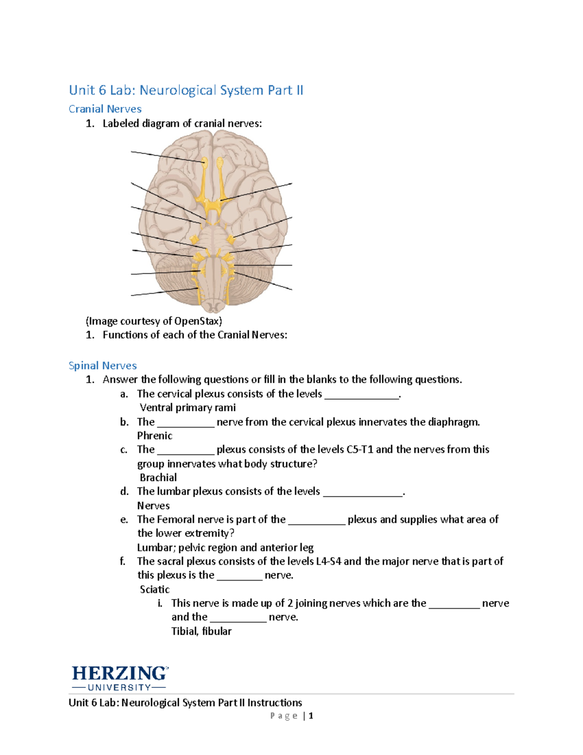Unit 6 Lab -1 - Lab assignments - Unit 6 Lab: Neurological System Part ...