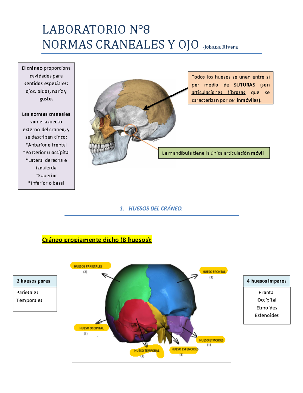Anato, Normas Craneales, ojo - LABORATORIO N° NORMAS CRANEALES Y OJO ...