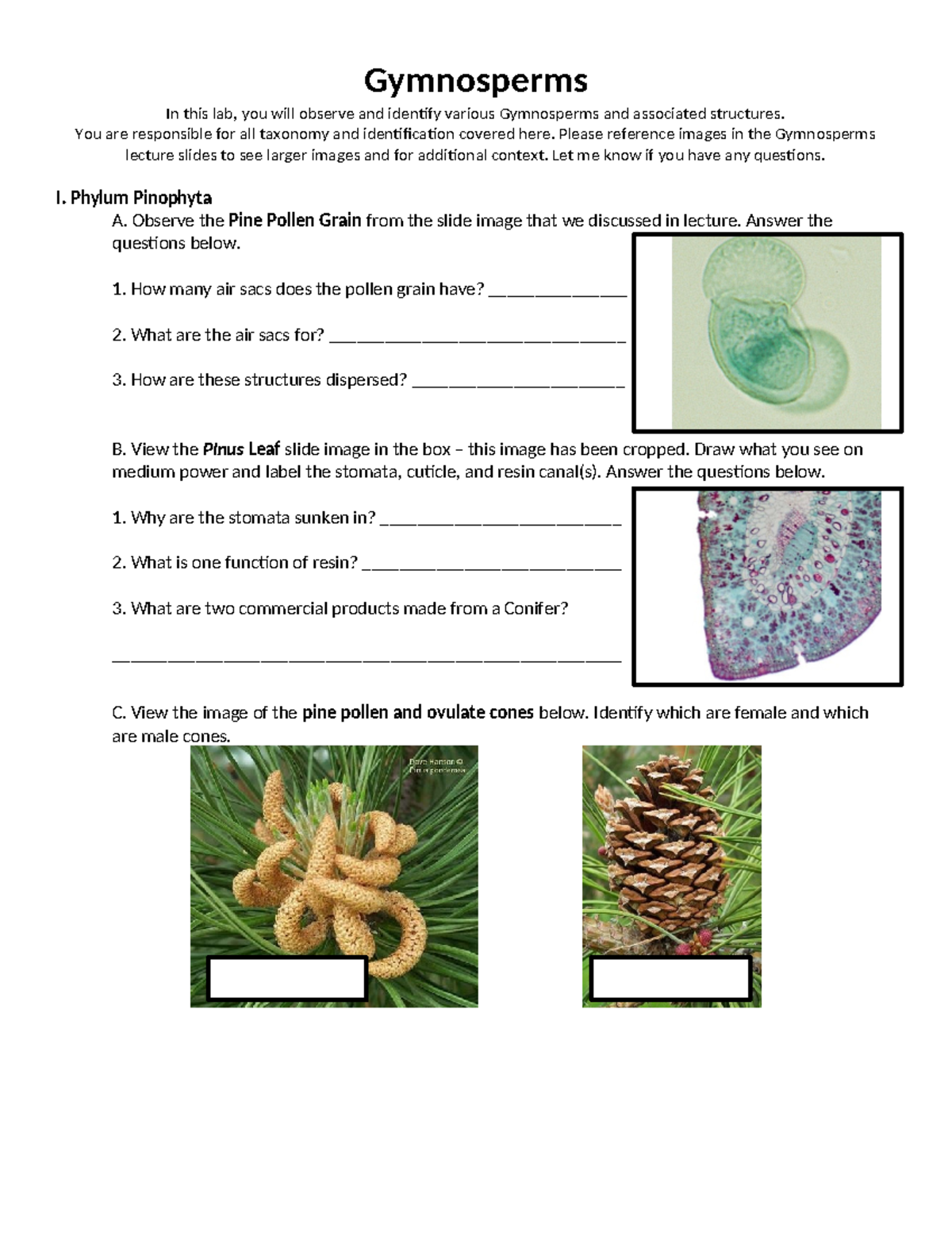 1 Gymnosperms - study document - Gymnosperms In this lab, you will ...