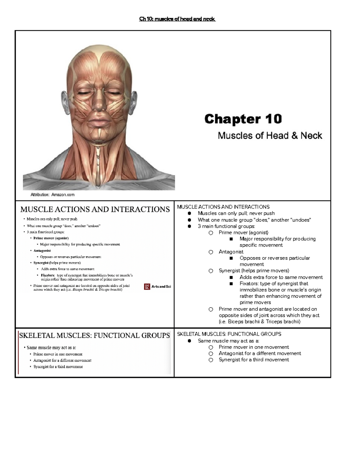 10 chap human anat - Ch 10 : muscles of head and neck MUSCLE ACTIONS ...