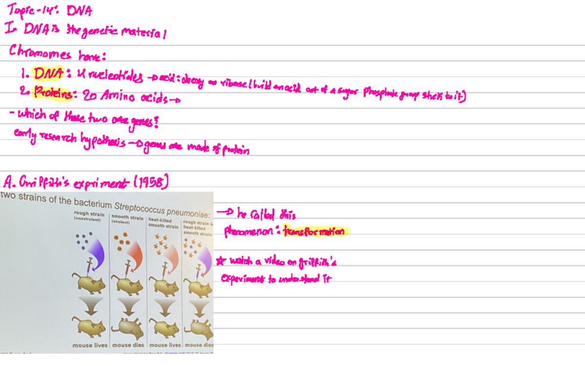 Bio Notes Chapter 14 DNA - Topic- : DNA I. DNA is the genetic material ...