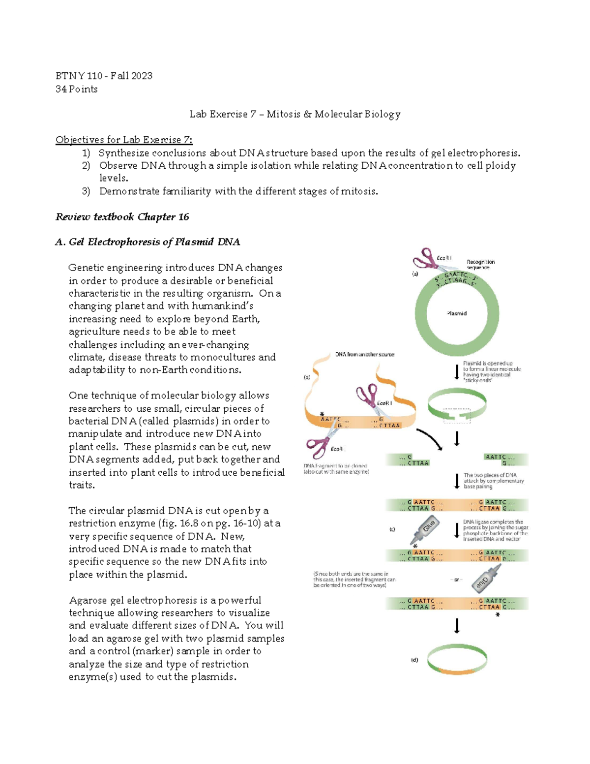 John Purdue Lab 7-F23-Mitosis-Biotech - BTNY 110 - Fall 2023 34 Points Lab Exercise 7 – Mitosis ...