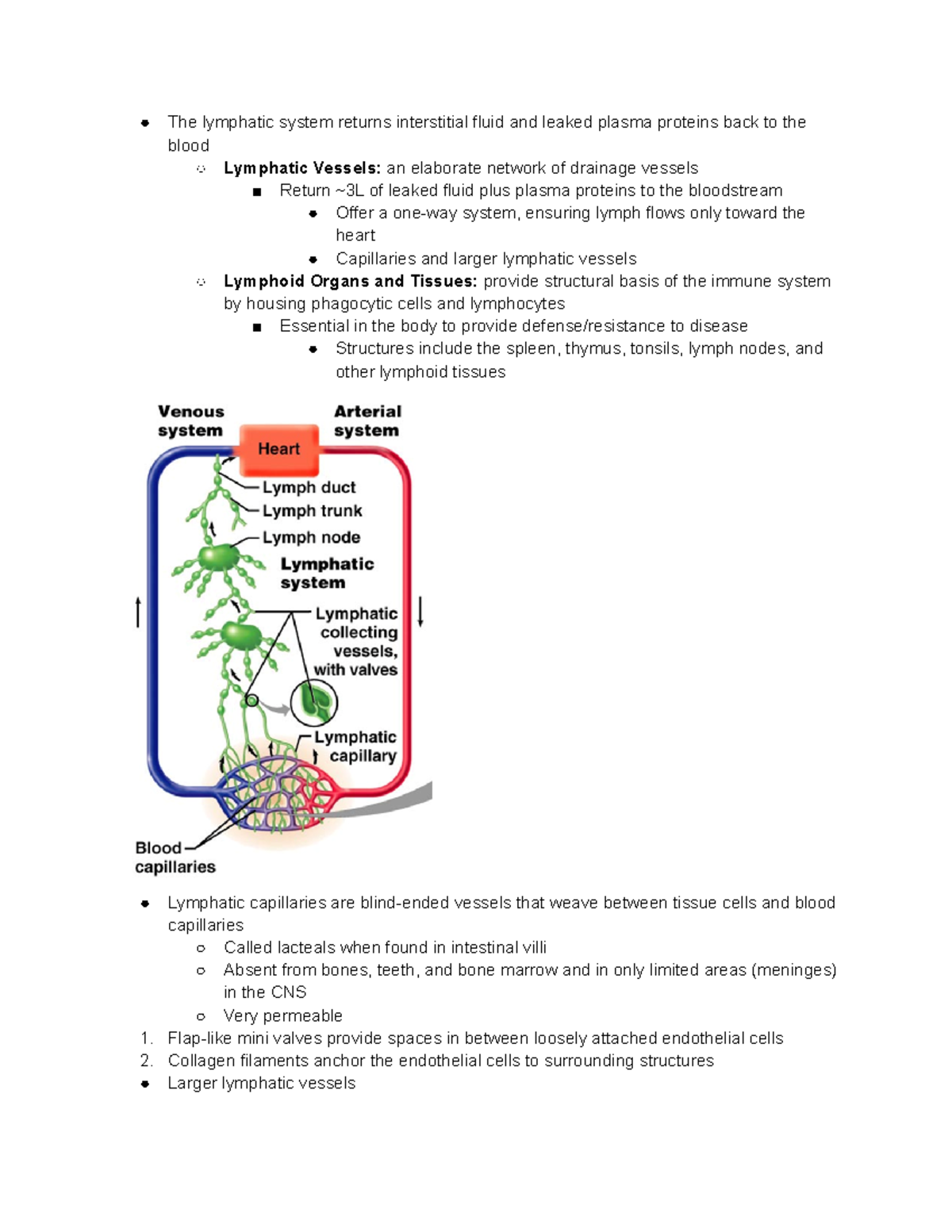 Topic 5 Lymphatic System - The lymphatic system returns interstitial ...