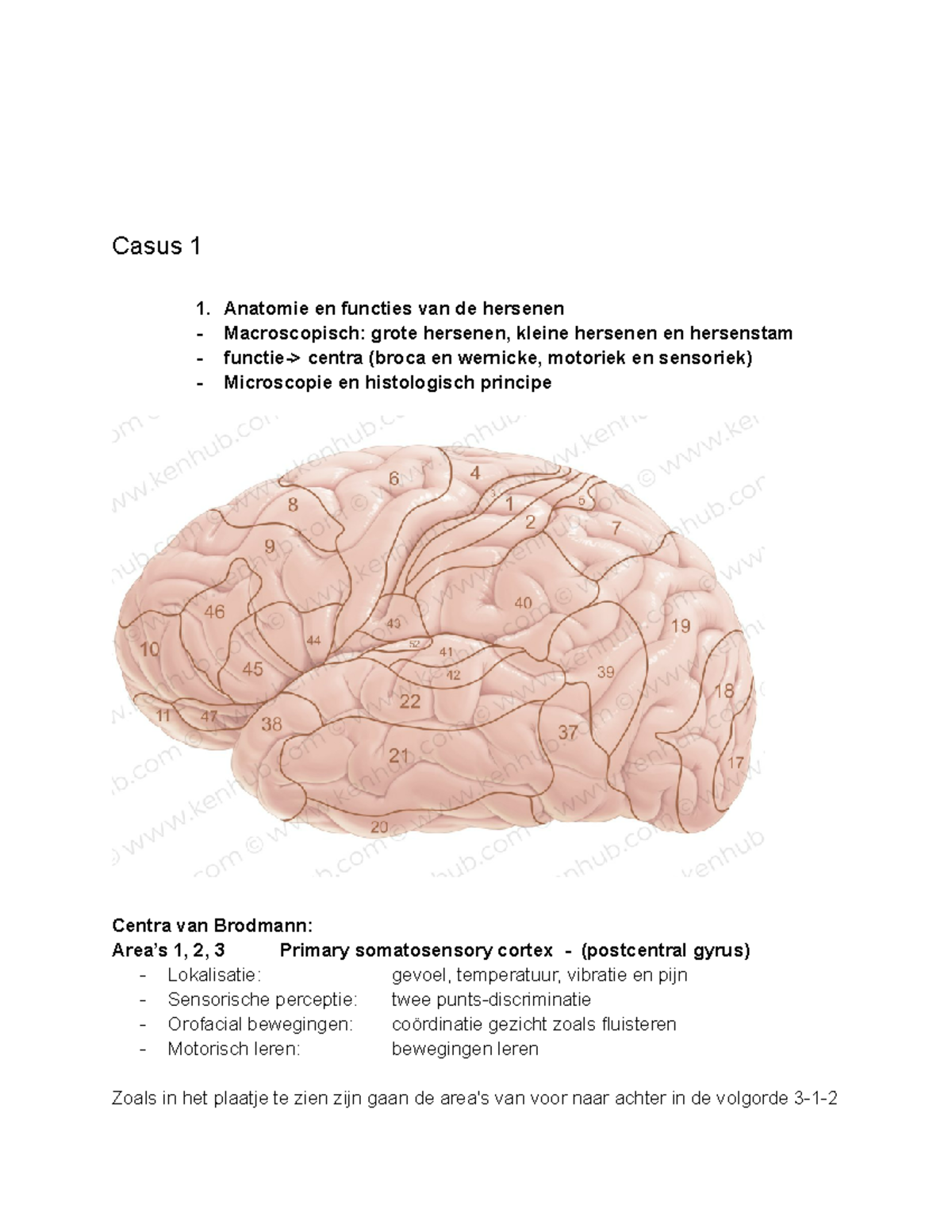 Geneeskunde Blok 4 Casus 1 Casus 1 Anatomie En Functies Van De