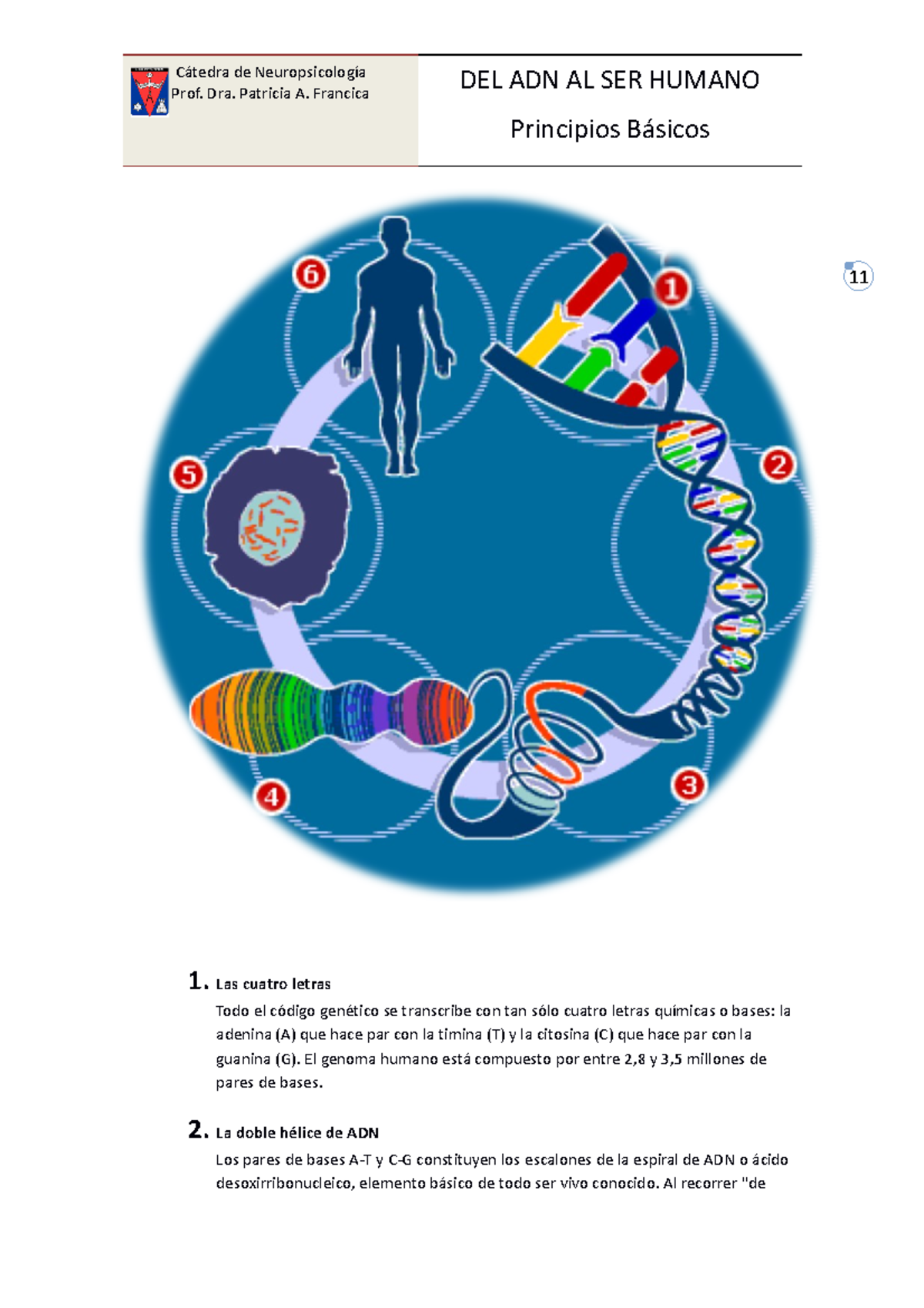 DEL ADN AL SER Humano - fhfhfh - 11 Prof. Dra. Patricia A. Francica DEL ...