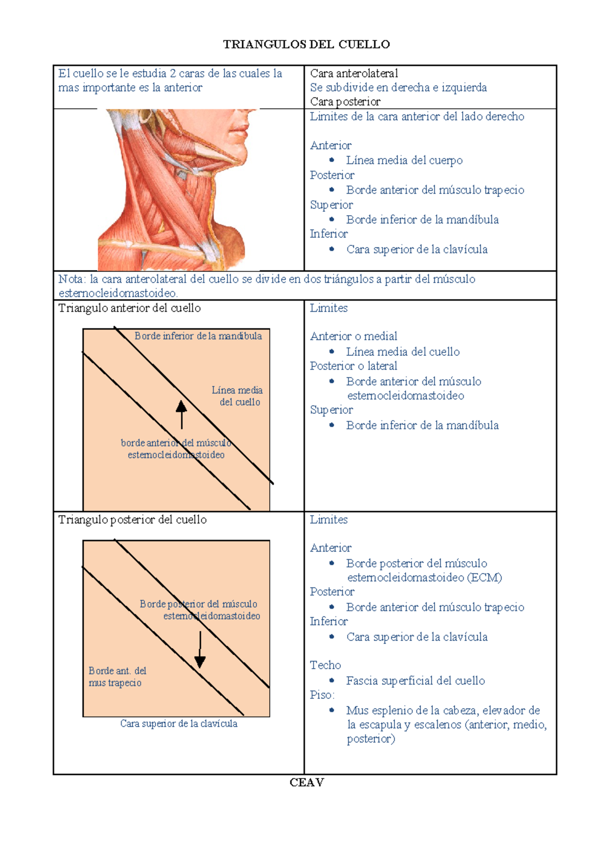 Vsip - Cuello anatomia - TRIANGULOS DEL CUELLO El cuello se le estudia 2 caras de las cuales la ...