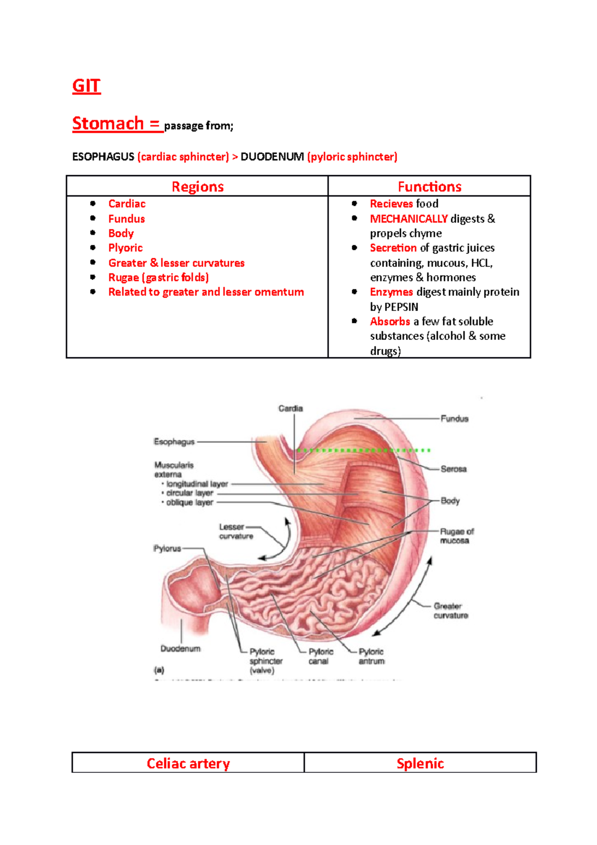 GIT 3 - GIT - GIT Stomach = passage from; ESOPHAGUS (cardiac sphincter ...