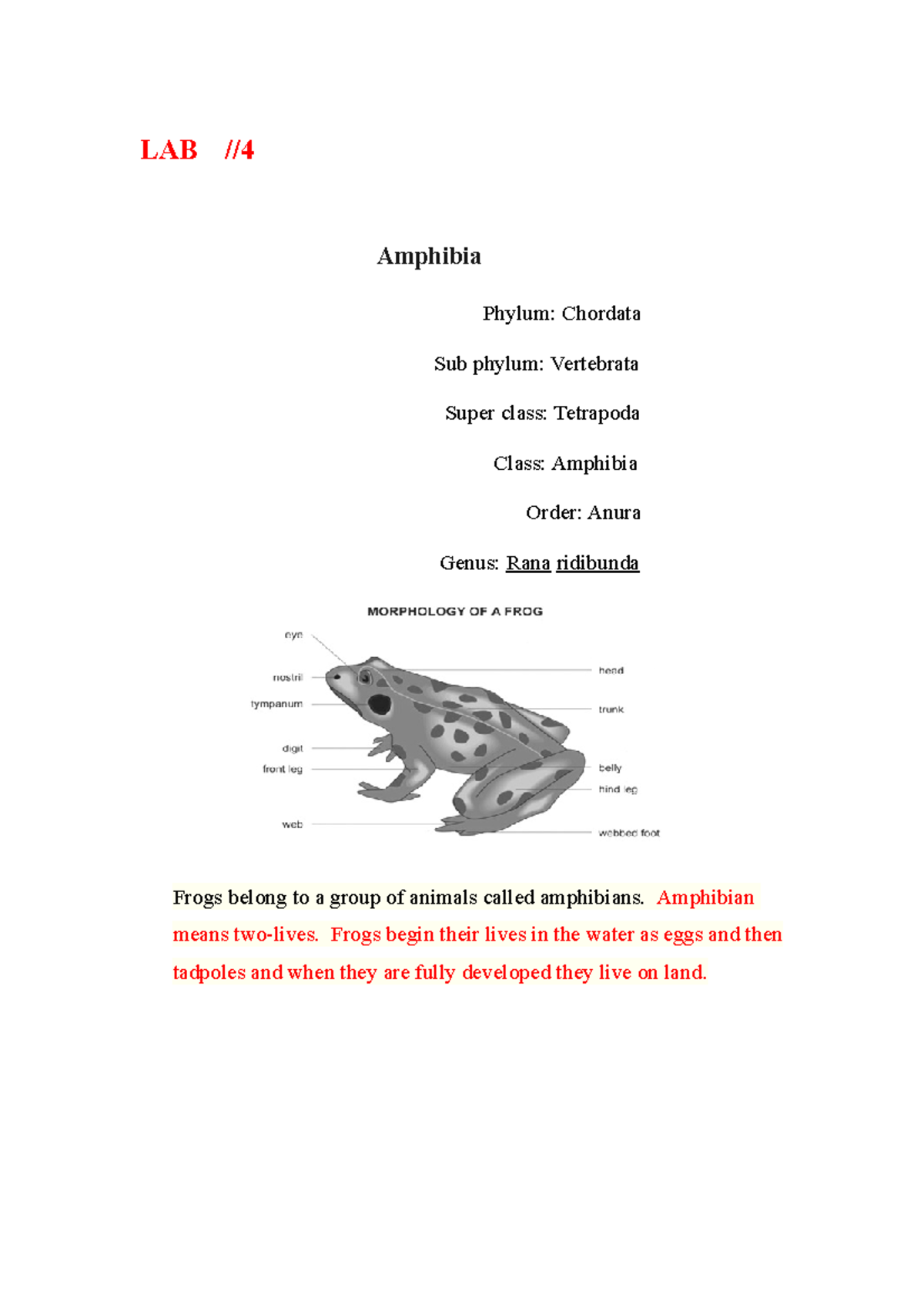 Comparative anatomy Lab 4 - LAB // Amphibia Phylum: Chordata Sub phylum ...