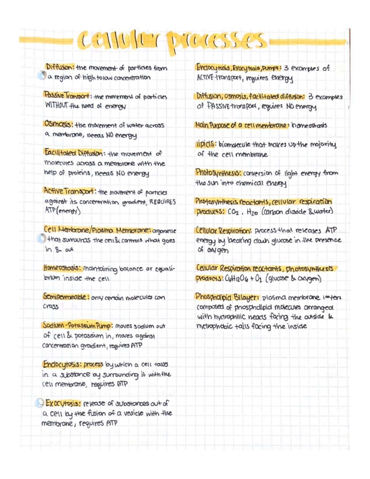 Cellular Processes - Home notes - CENUAY Diffusion: the movement of ...