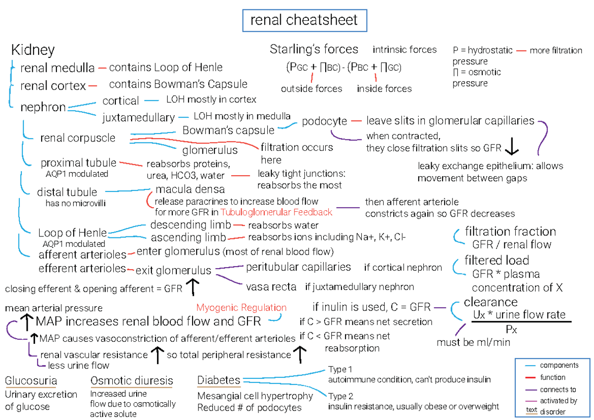Renal Concept Map (Cheat Sheet) - renal cheatsheet Kidney renal medulla renal cortex nephron ...