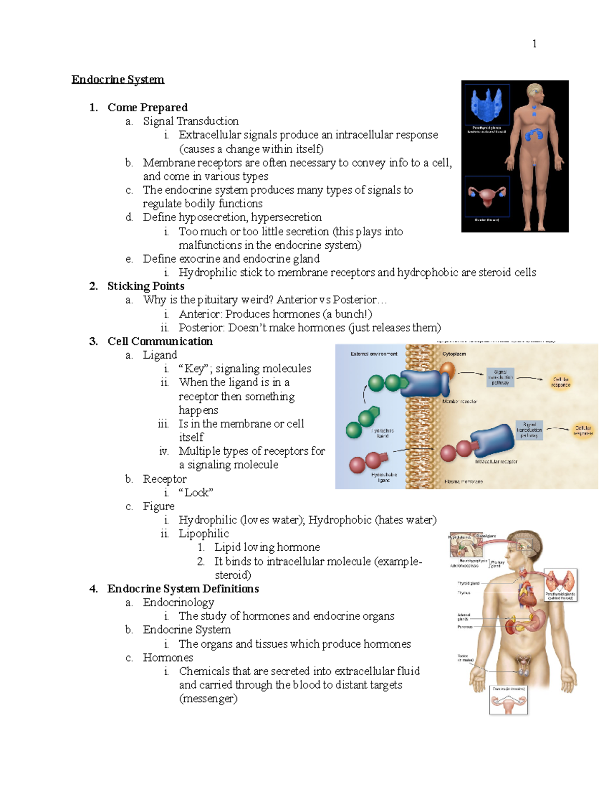 Endocrine System - Lecture notes 1 - 1 Endocrine System 1. Come ...