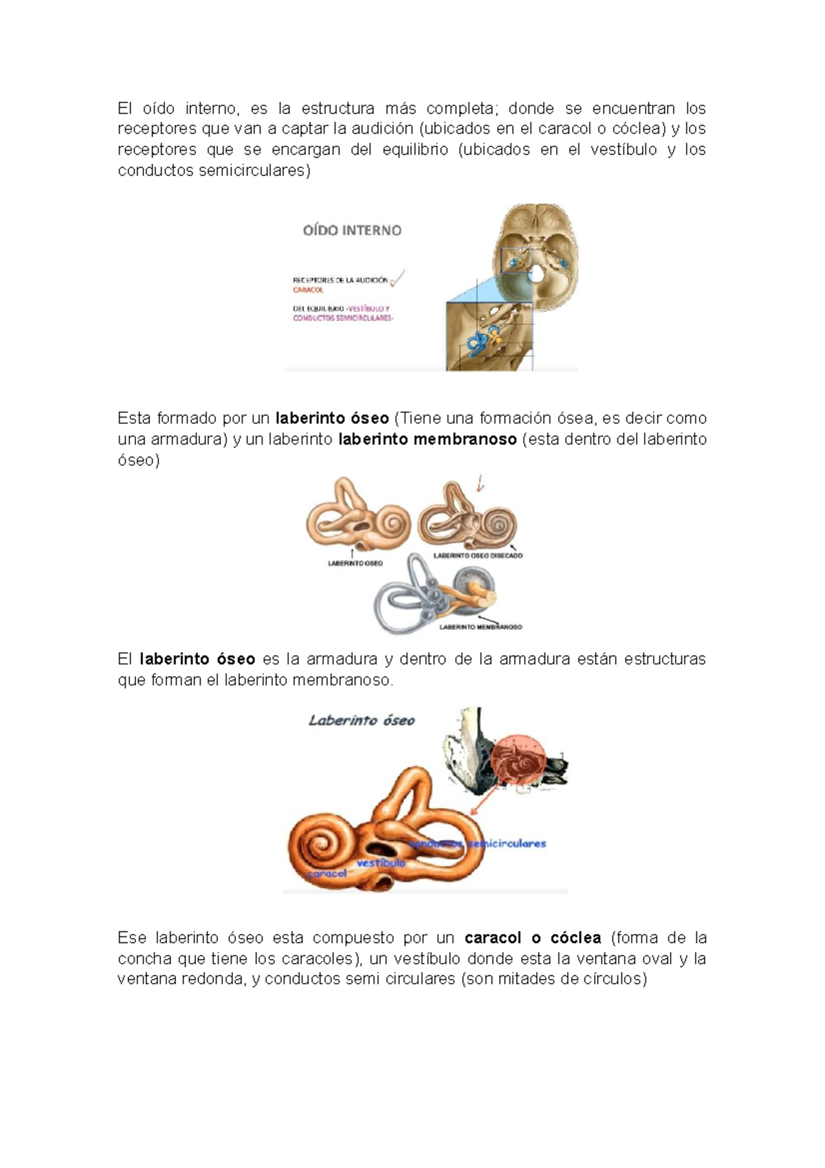 Oido interno. apuntes de anatomia del oido - Anatomia patologica - Studocu