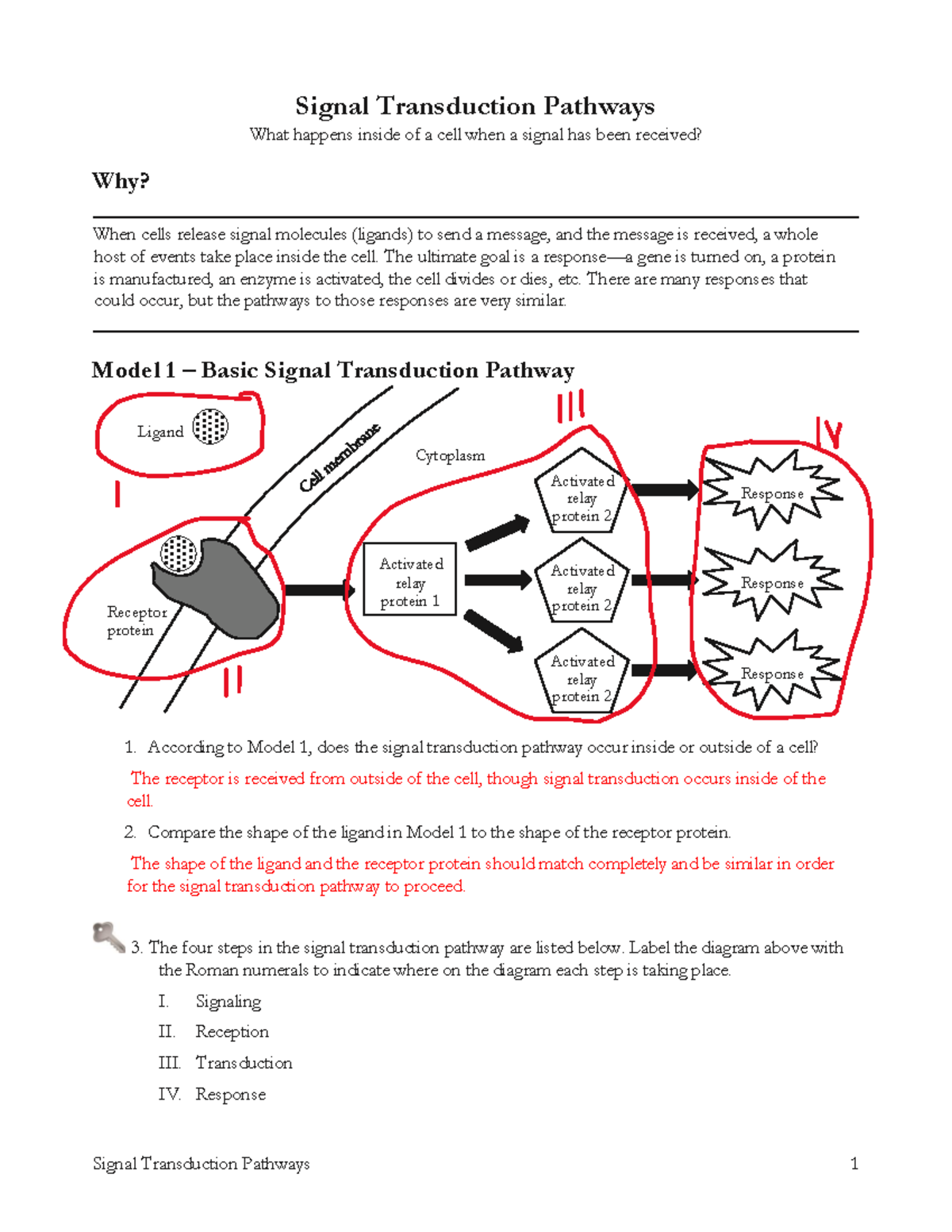 Signal transduction pathway - The ultimate goal is a response—a gene is ...