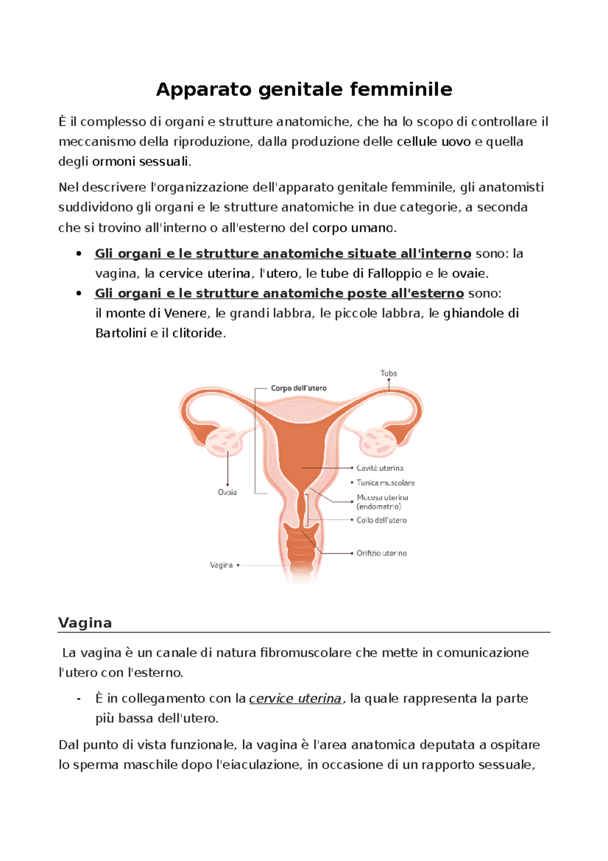 Apparato femminile - Apparato genitale femminile È il complesso di organi e strutture anatomiche ...