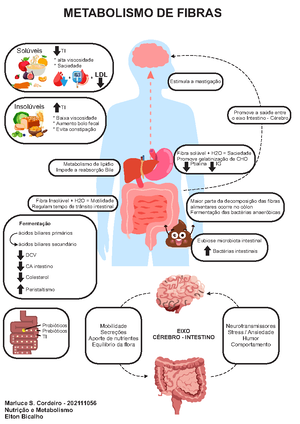 MAPA Mental Fibras - METABOLISMO DE FIBRAS Solúveis alta viscosidade Saciedade + +LDL Promove a ...