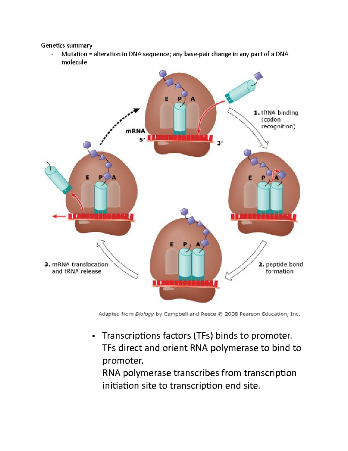 Genetics summary - NOTES - Genetics summary - Mutation = alteration in ...