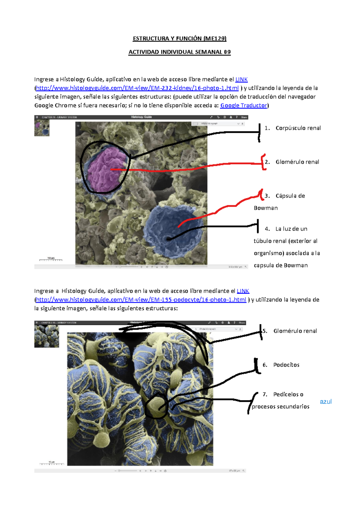 ME129 Ey F Tarea Sem09 - ESTRUCTURA Y FUNCIÓN (ME129) ACTIVIDAD ...