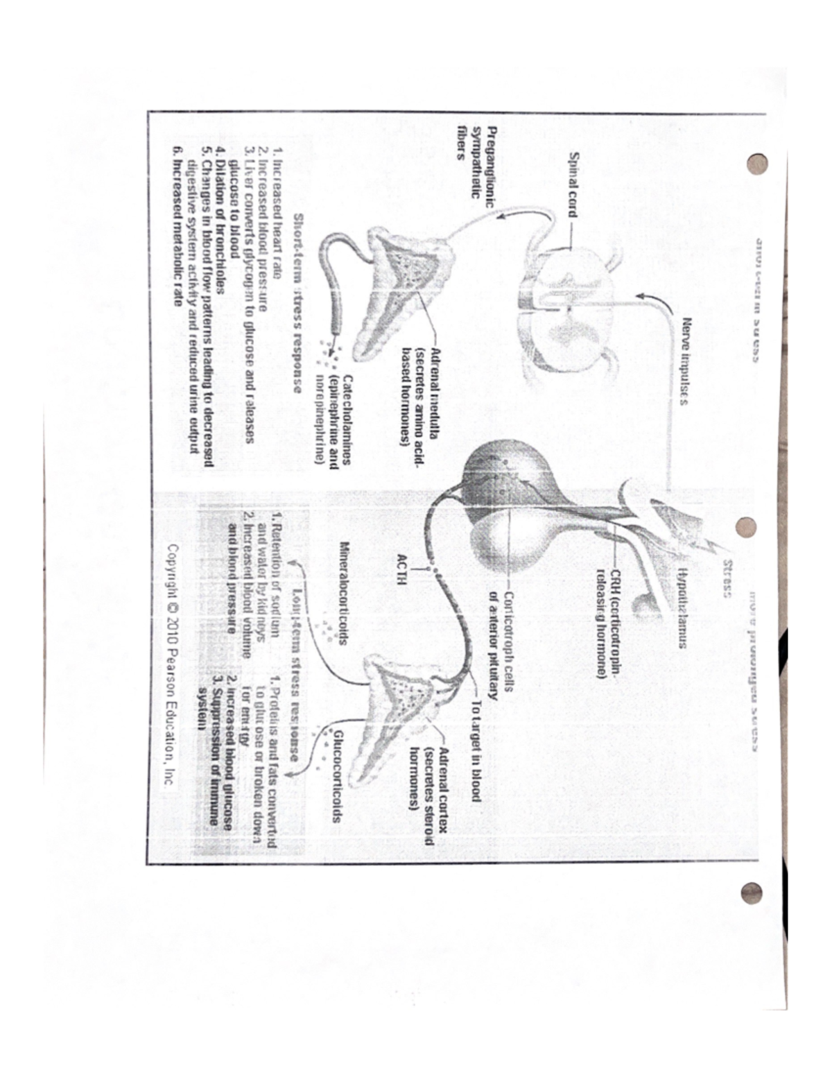 (secretes amino acid - These are notes on the Zona reticularis and ...