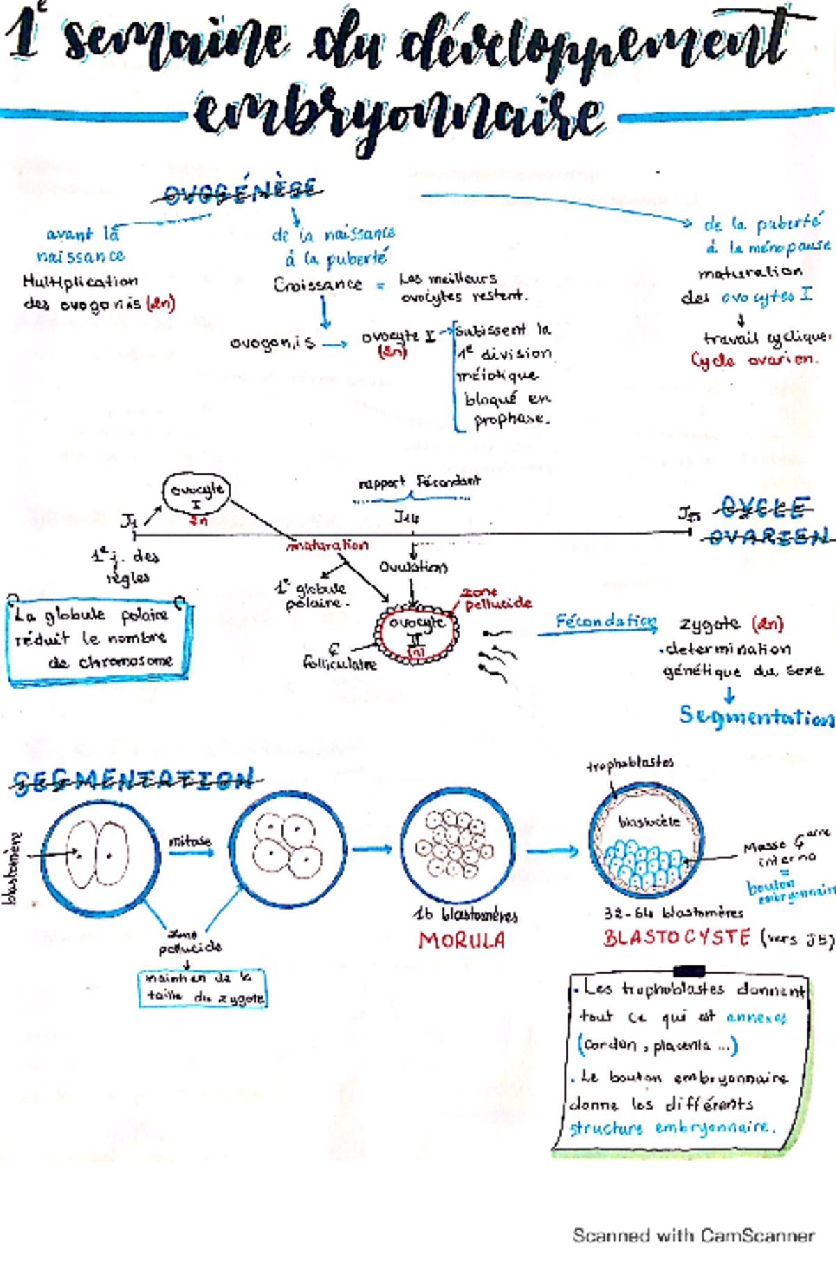 1e et 2e semaine du développement embryo - anatomie - Studocu