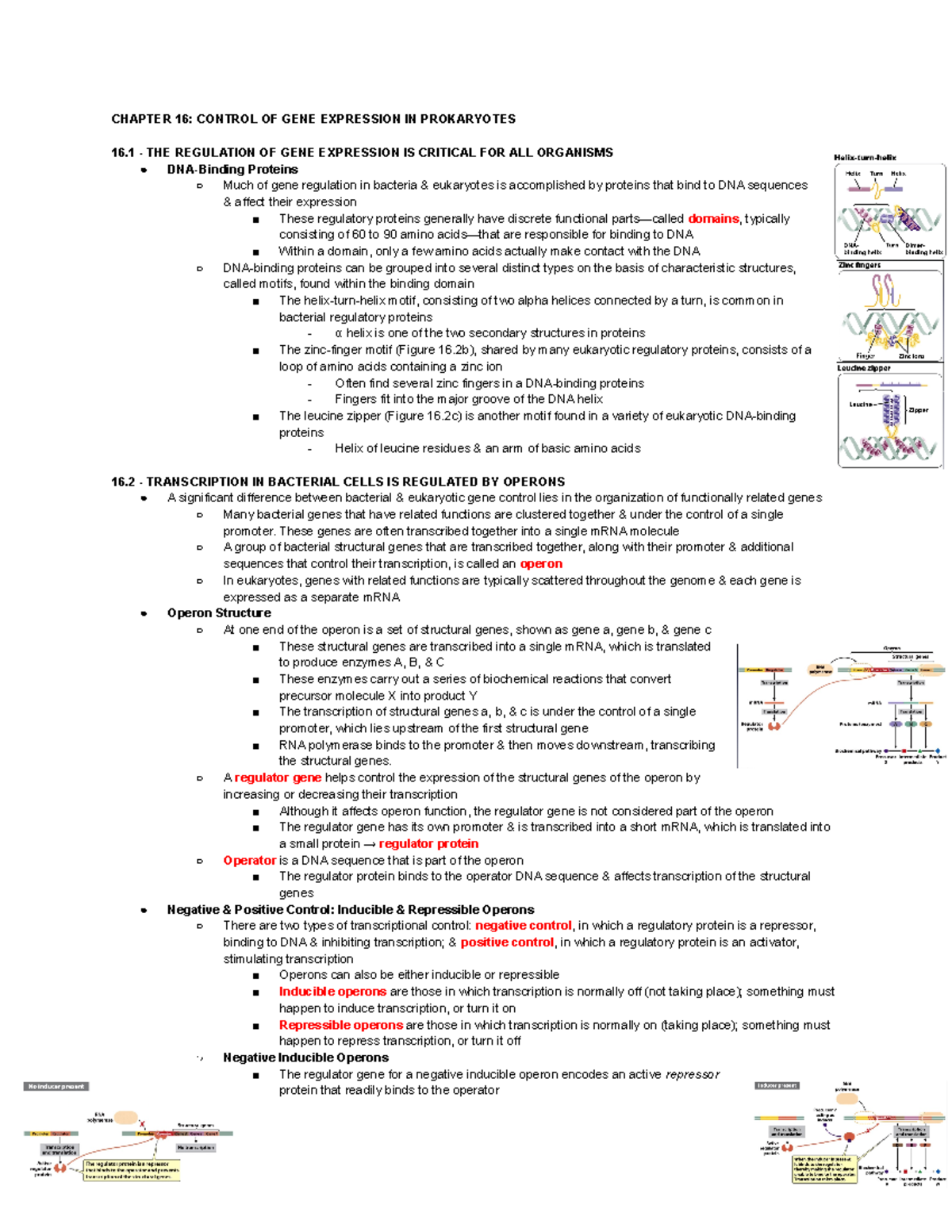 PCB 3063 Chp 16 Notes - CHAPTER 16: CONTROL OF GENE EXPRESSION IN ...