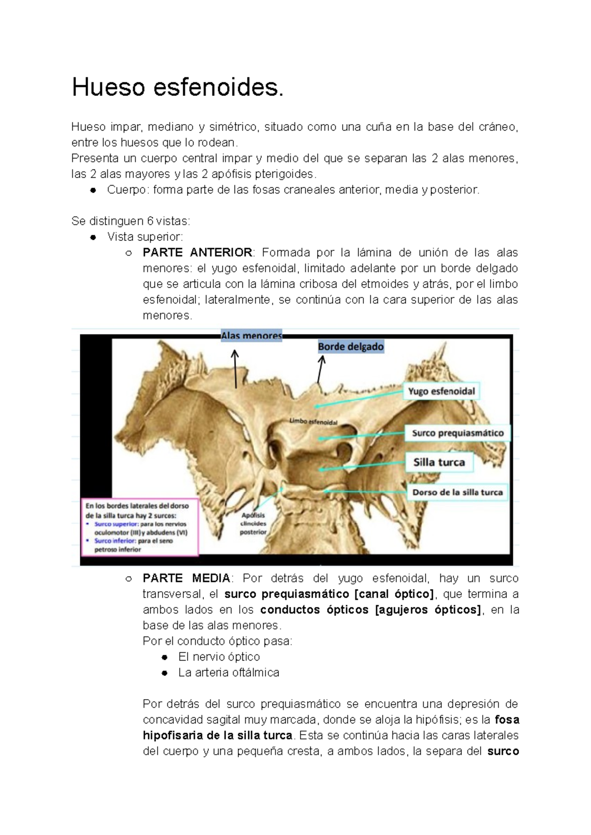 Hueso Esfenoides - Resumen Anatomía humana - Hueso esfenoides. Hueso ...