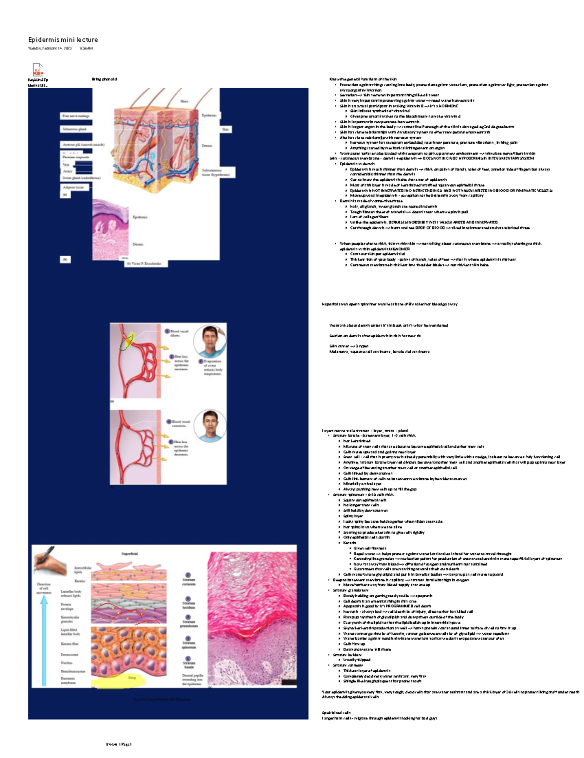 Epidermis mini lecture - KeySkin&Ep idermalSli... Bring photo id Know ...