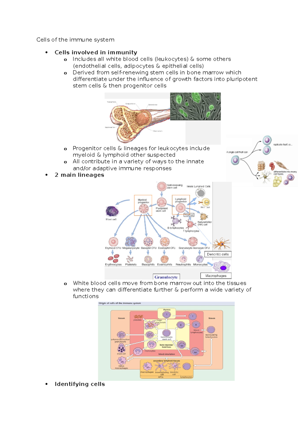 Cells of the immune system - lysozyme o Phagocytic, kill bacteria by ...