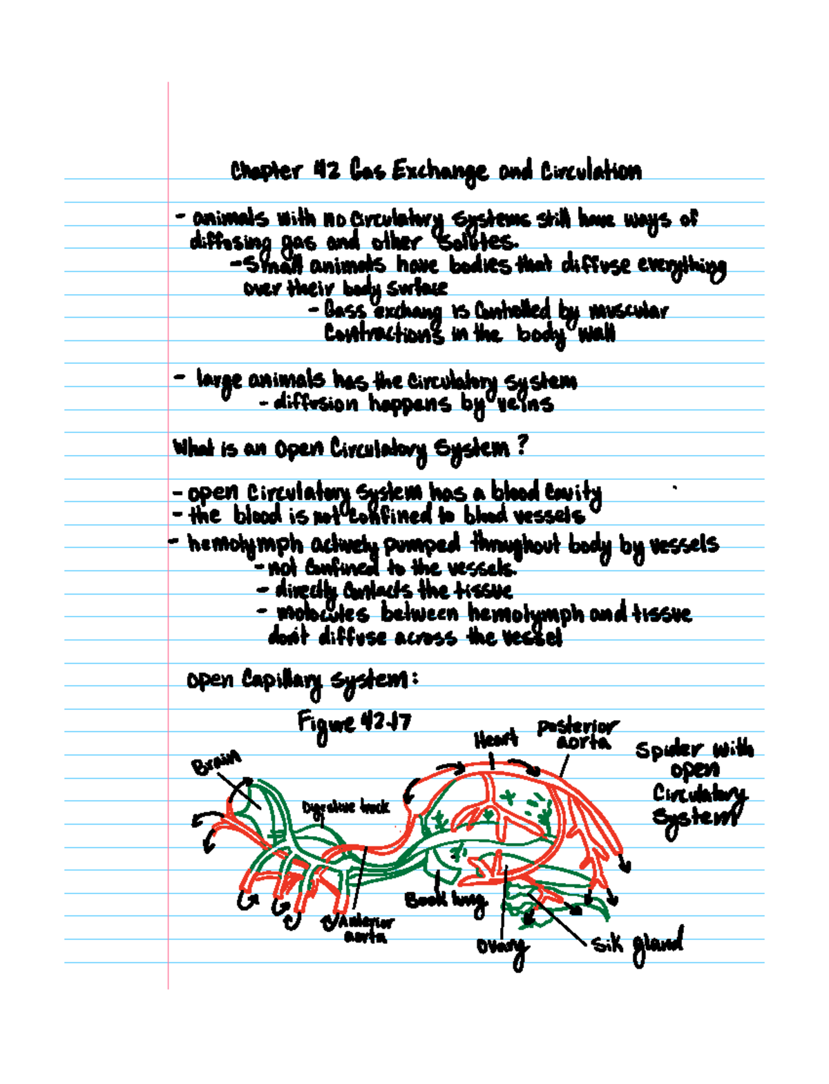 Chapter 42 Gass exchange and circulation - Chapter 42 Gas Exchange and ...