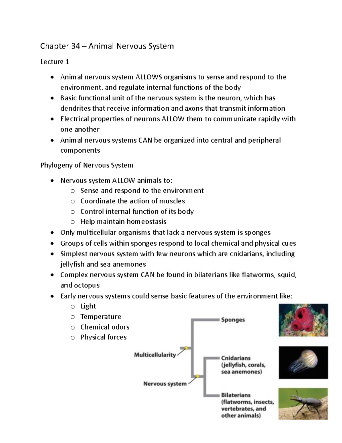 Chapter 34 Animal Nervous System - Chapter 34 – Animal Nervous System ...