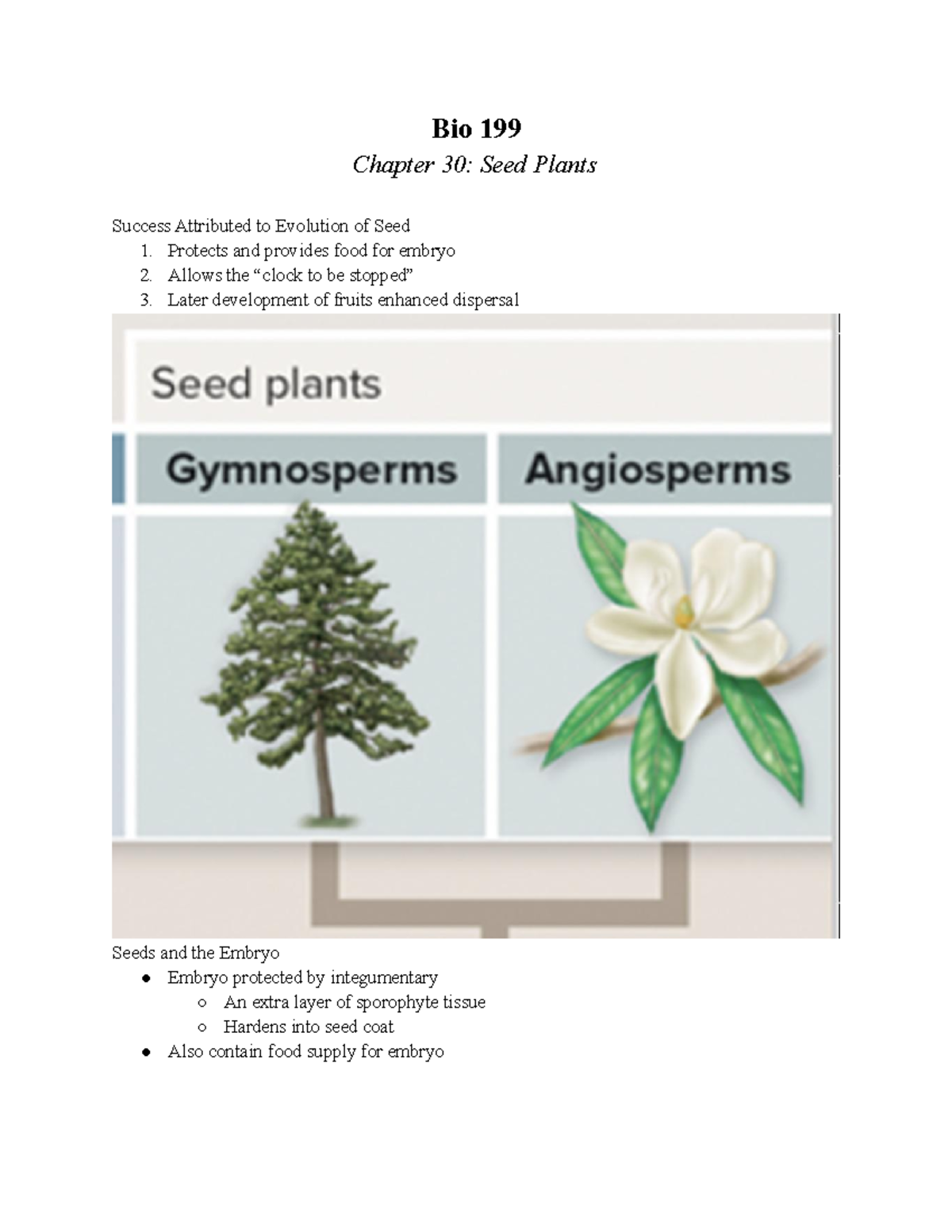 Bio 199: Chapter 30 - Seed Plants - Bio 199 Chapter 30: Seed Plants ...