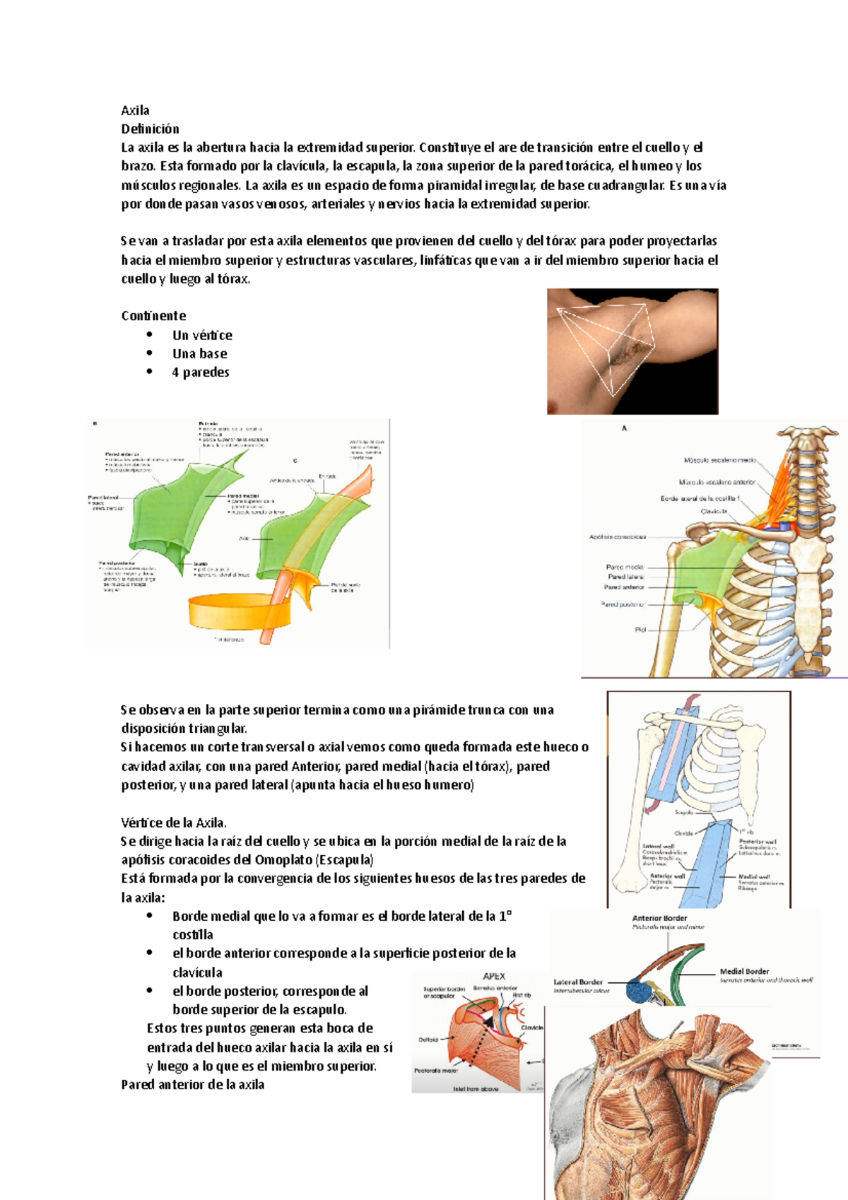 7 Axila - Resumen de clase - Axila Definición La axila es la abertura ...
