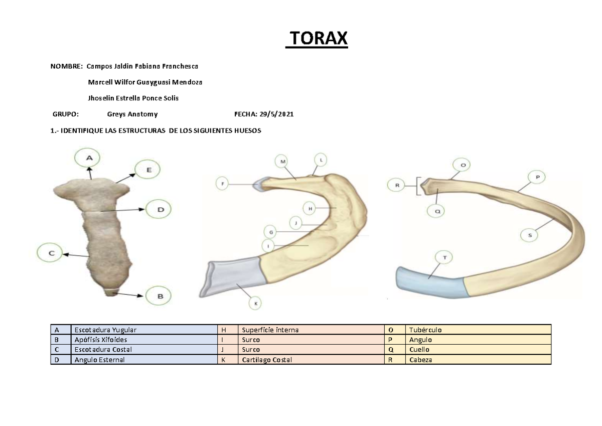 Actividad - Torax, resumen de plexos y pares craneales - TORAX NOMBRE ...